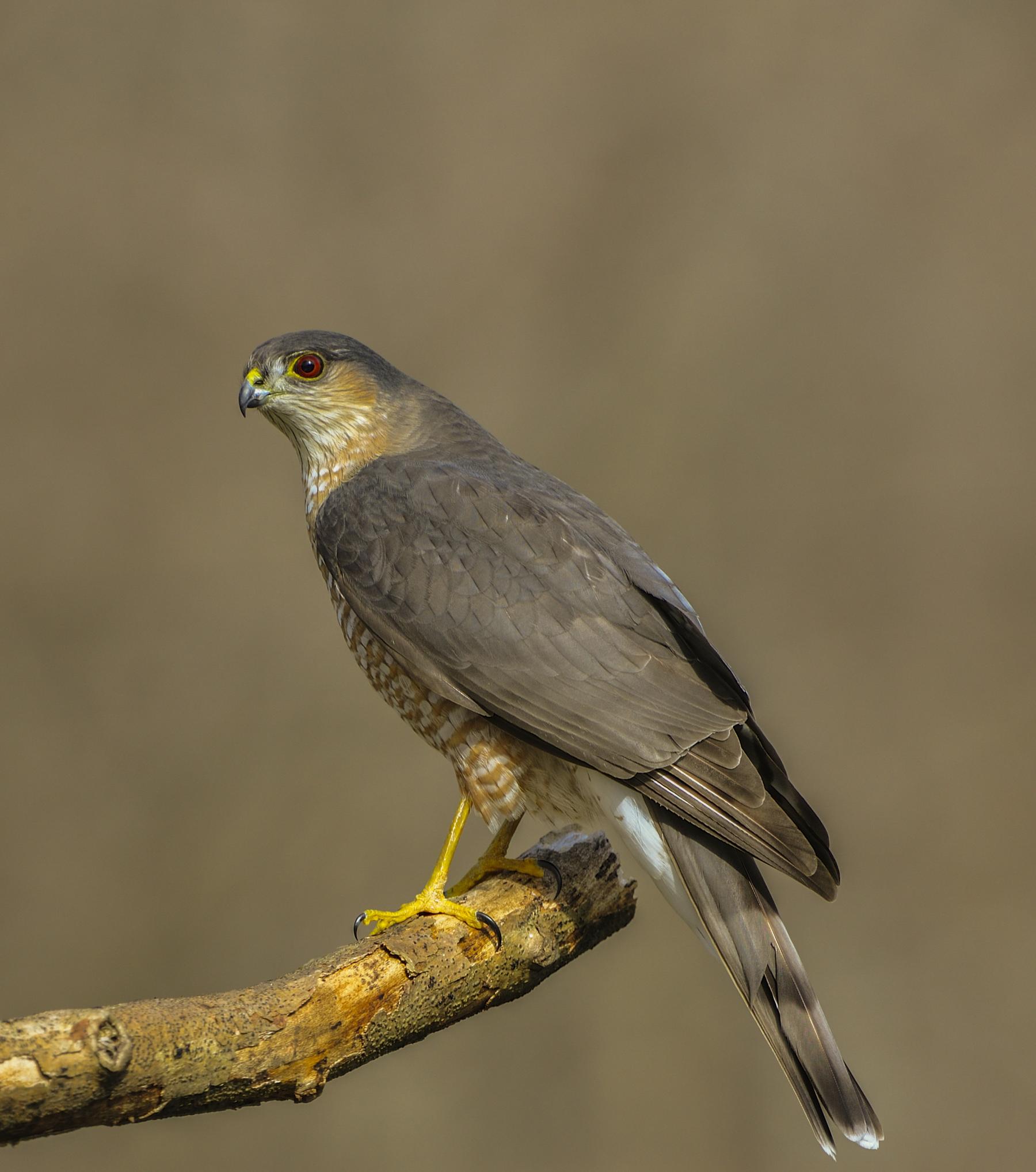 Alabama's Hawks and Falcons | Outdoor Alabama