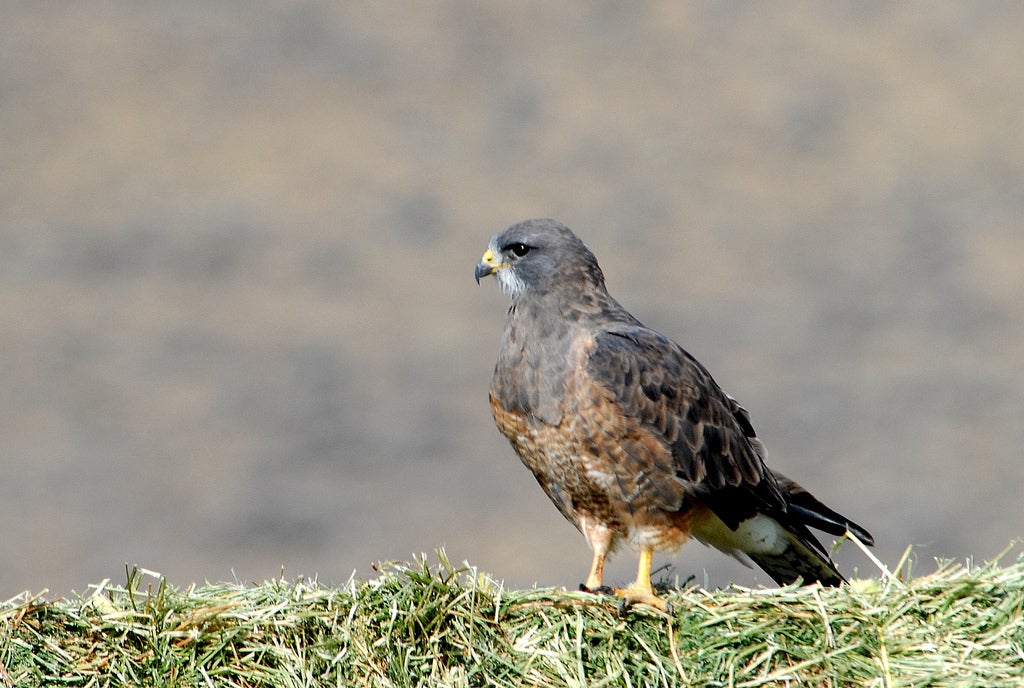 Alabama's Hawks and Falcons | Outdoor Alabama