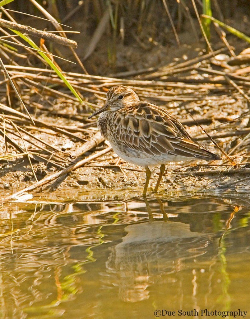 Pectoral Sandpiper | Outdoor Alabama