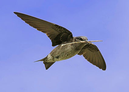 Purple Martin | Outdoor Alabama