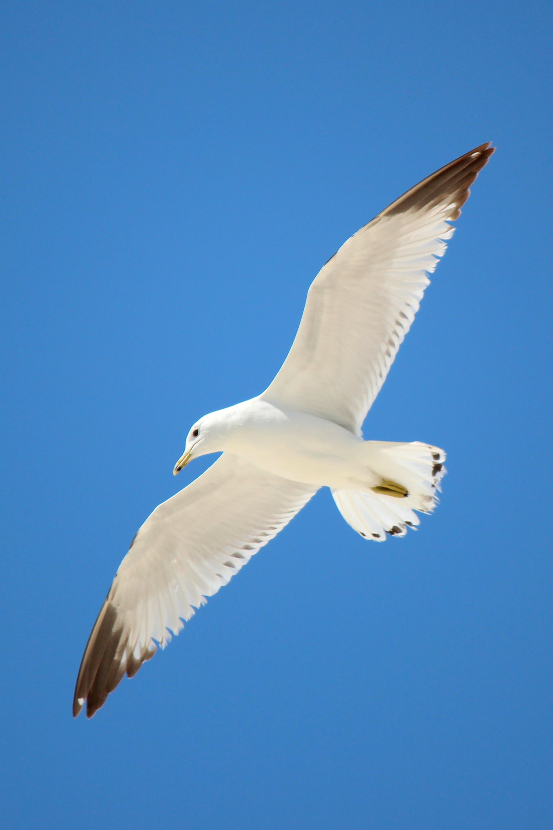 Ring-billed Gull | Outdoor Alabama