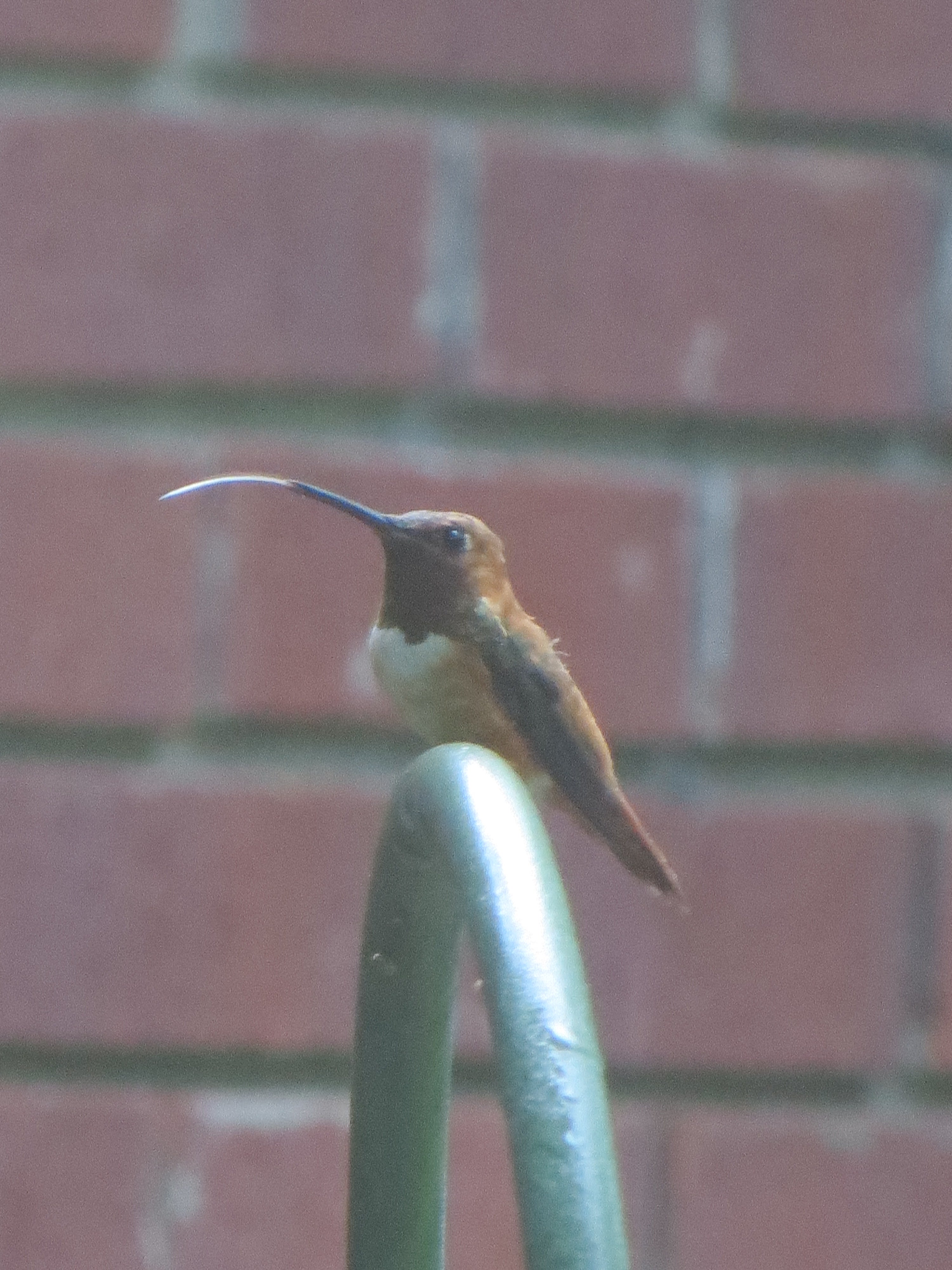 Rufous Hummingbird | Outdoor Alabama