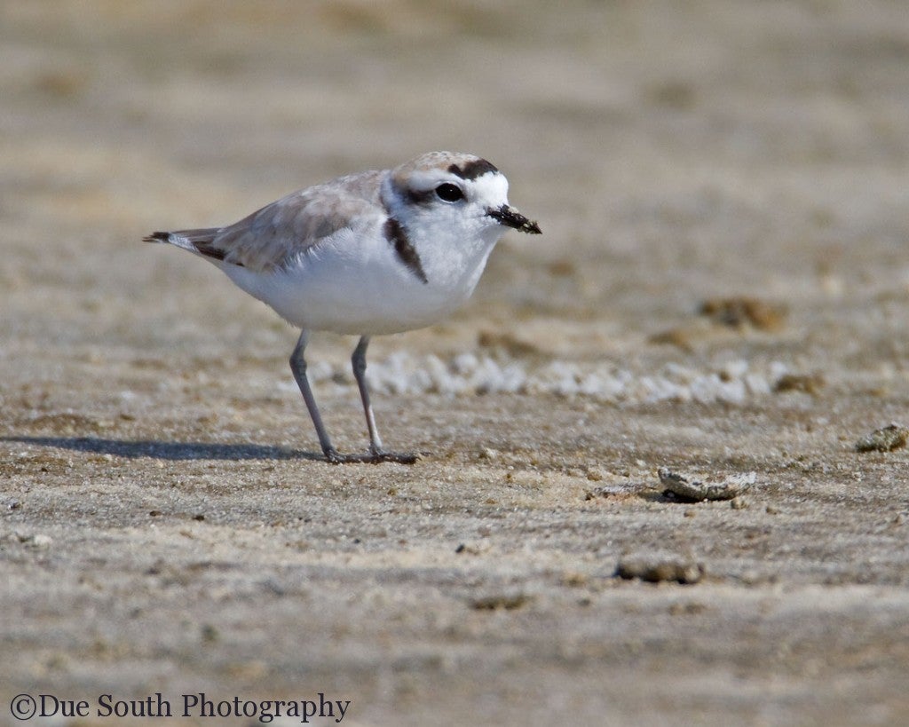Snowy Plover | Outdoor Alabama