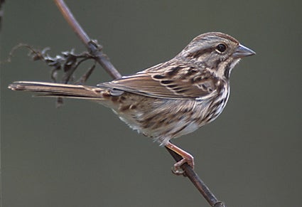 Song Sparrow | Outdoor Alabama