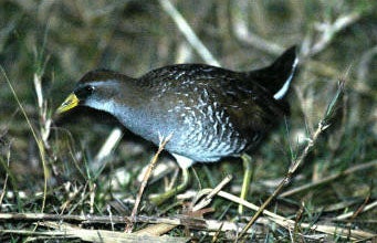 Sora | Outdoor Alabama