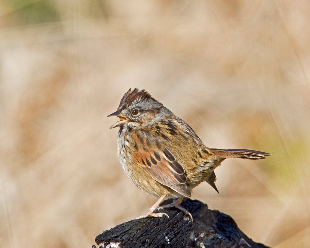 Swamp Sparrow | Outdoor Alabama