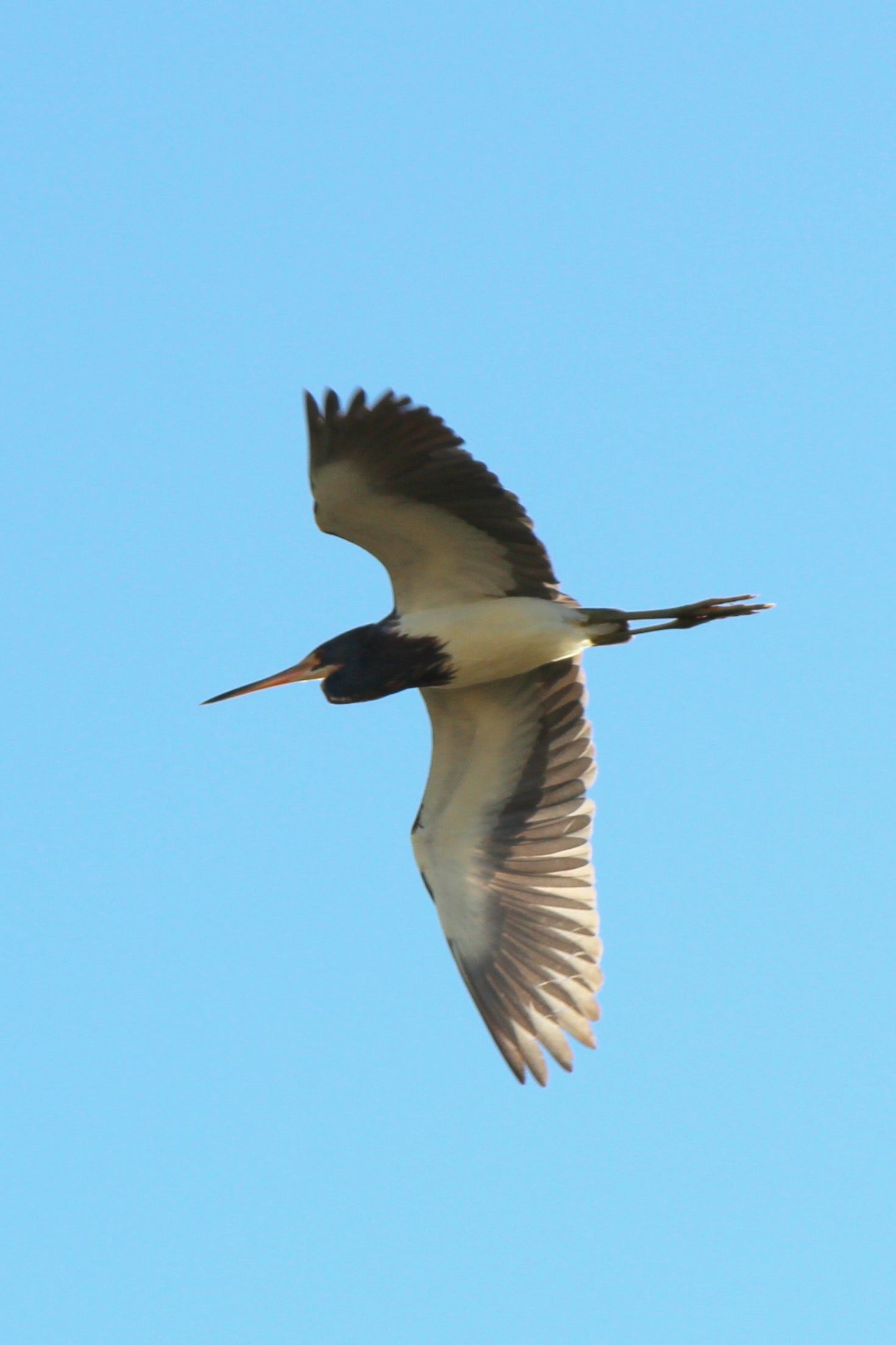 Tricolored Heron | Outdoor Alabama