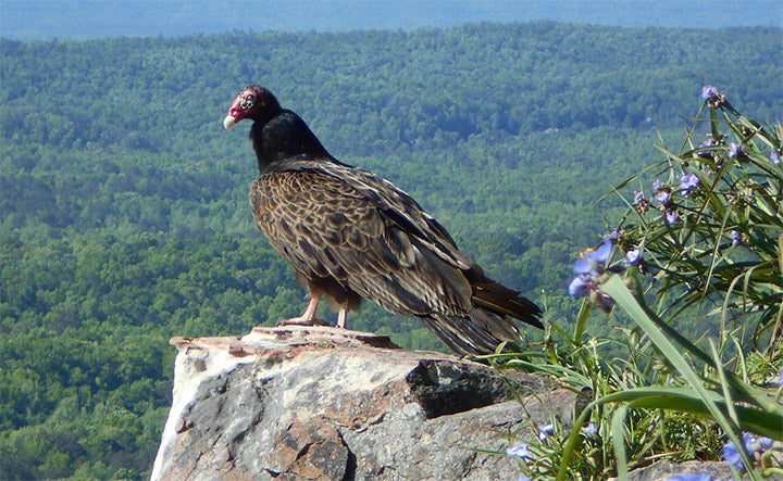 Black Vulture | Outdoor Alabama