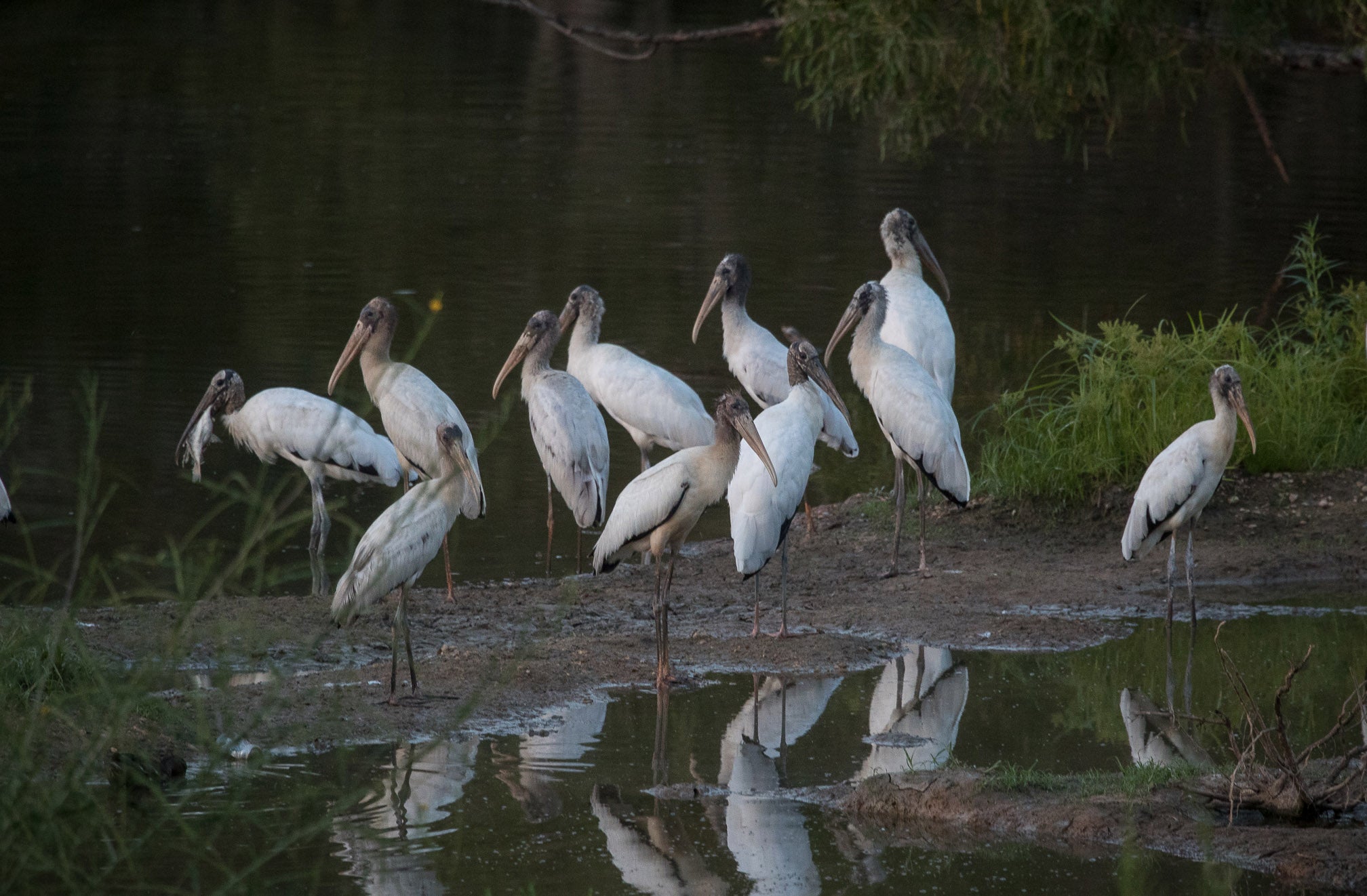 Wood Stork | Outdoor Alabama