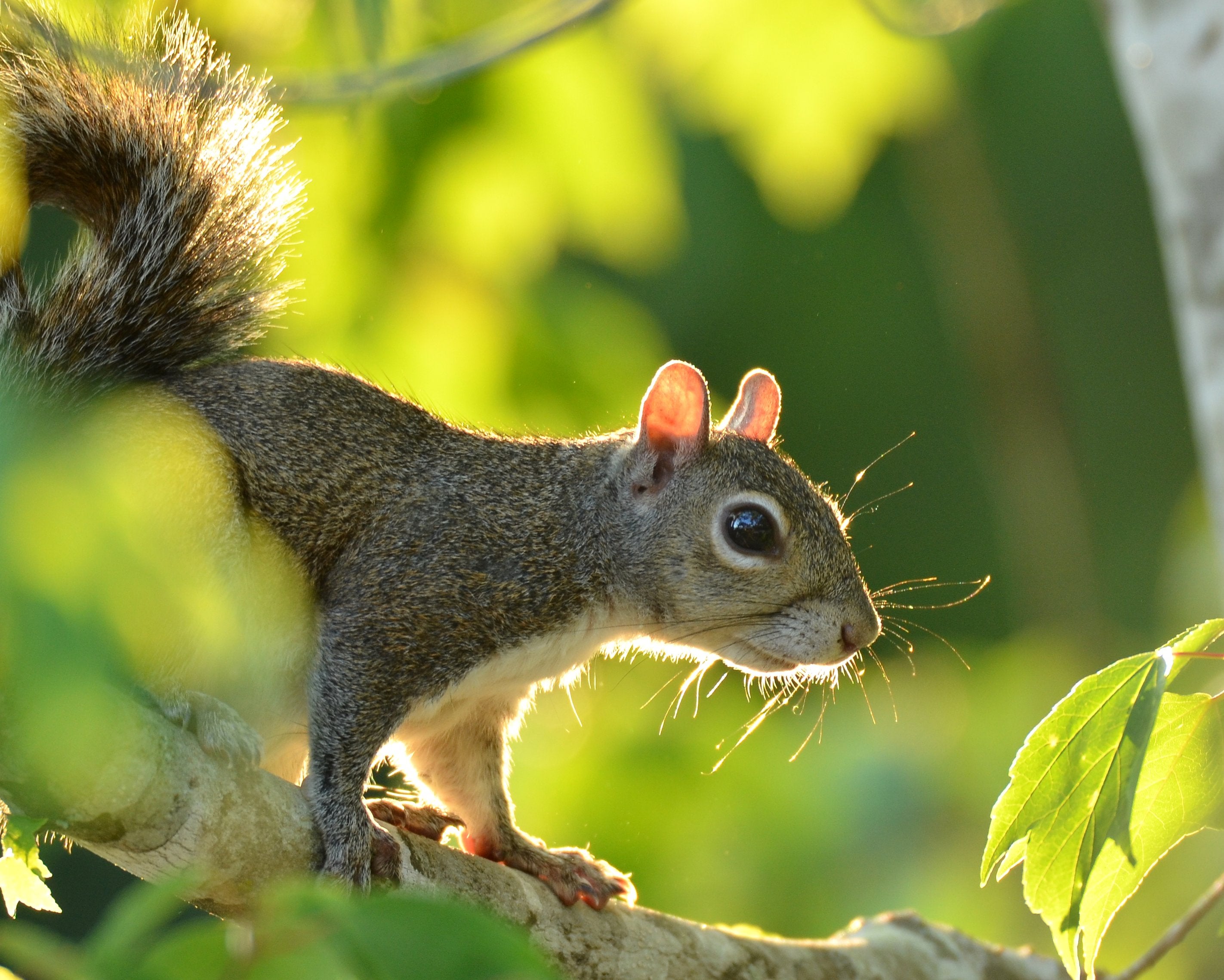 Gray Squirrel | Outdoor Alabama