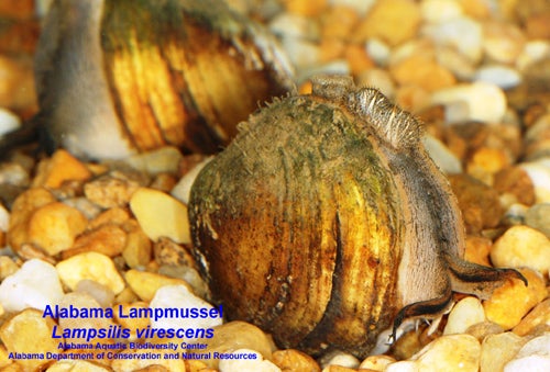 Mollusks | Outdoor Alabama