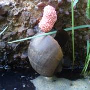 Island Apple Snail - Exotic | Outdoor Alabama