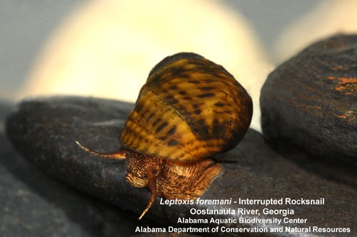 Interrupted Rocksnail | Outdoor Alabama