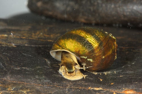 Oblong Rocksnail | Outdoor Alabama