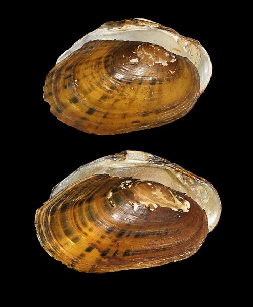 Alabama Rainbow | Outdoor Alabama