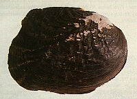 Freshwater Mussels in Alabama | Outdoor Alabama