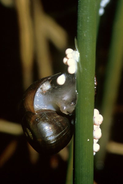 Florida Apple Snail | Outdoor Alabama