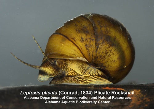 Plicate Rocksnail | Outdoor Alabama