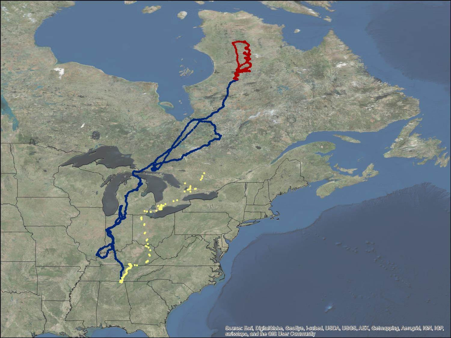 Golden Eagles Captured and Tagged | Outdoor Alabama