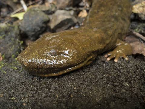 Eastern Hellbender Status Survey | Outdoor Alabama