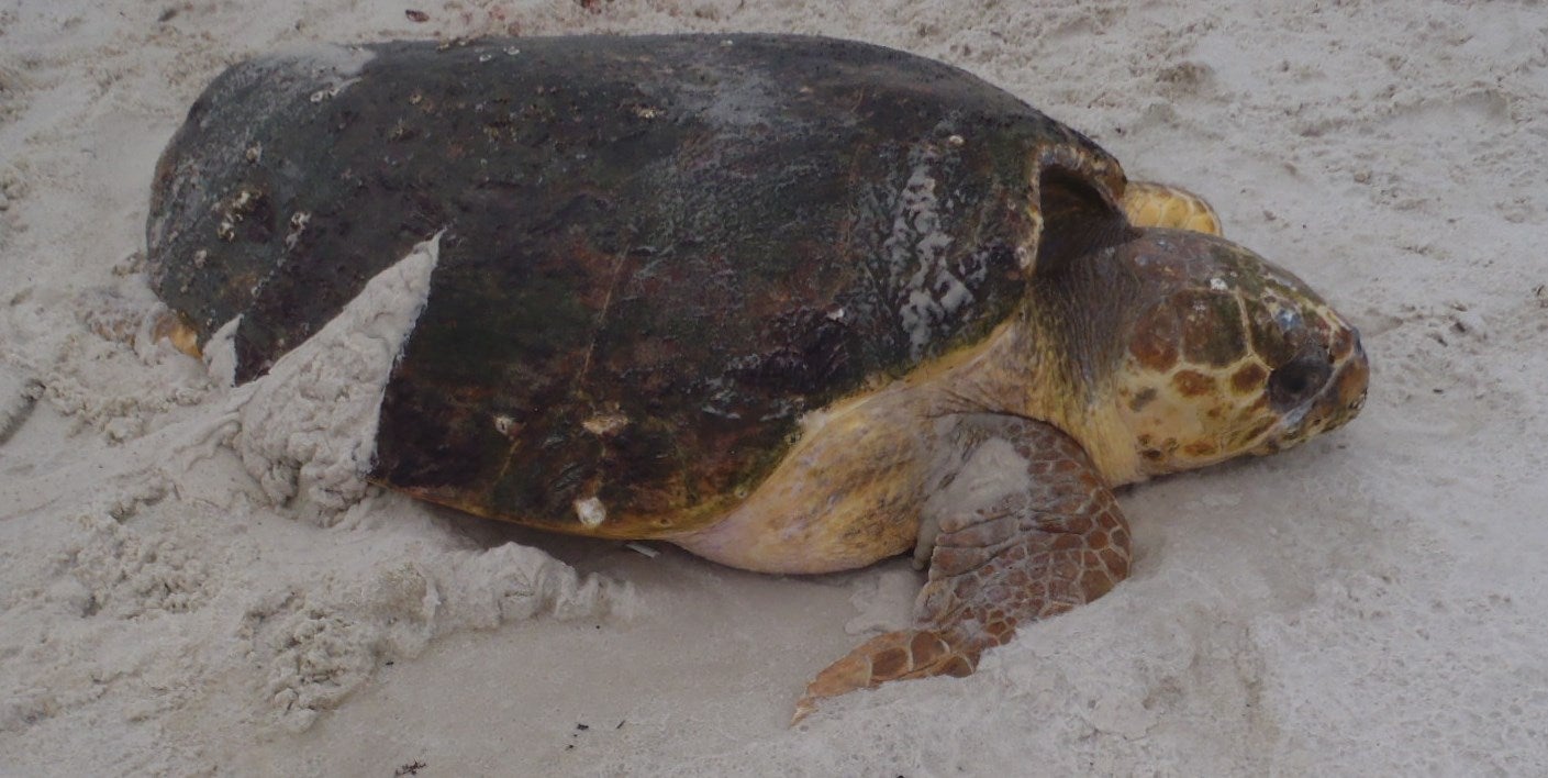 Loggerhead Sea Turtle Reproductive Study | Outdoor Alabama