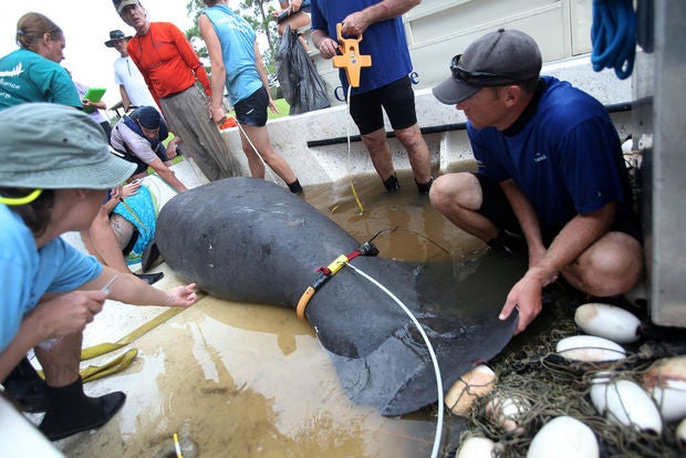 West Indian Manatee Size