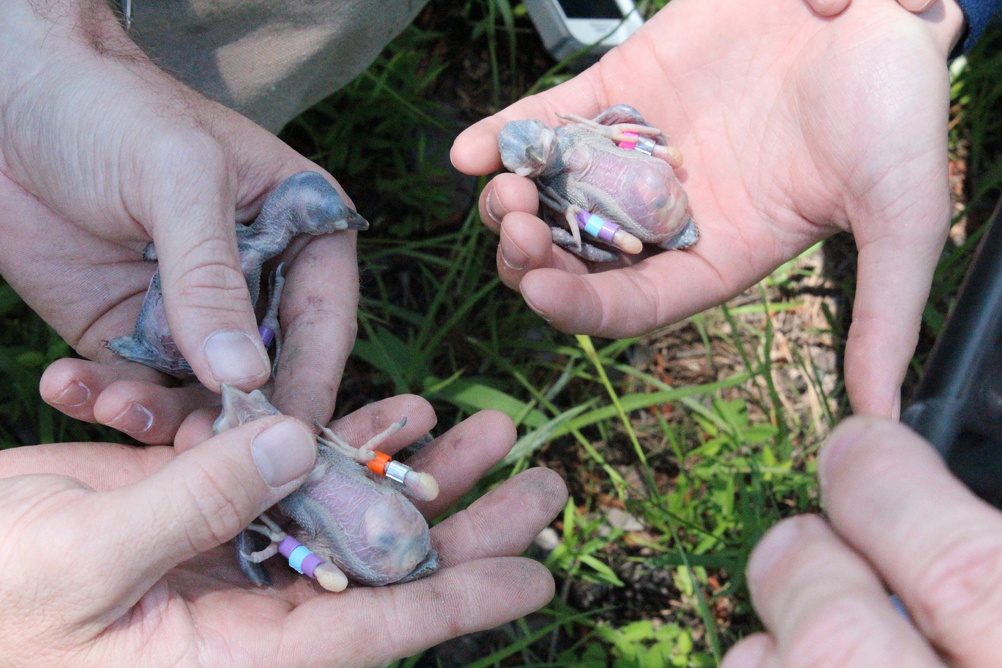 Red-cockaded Woodpecker Safe Harbor Program | Outdoor Alabama