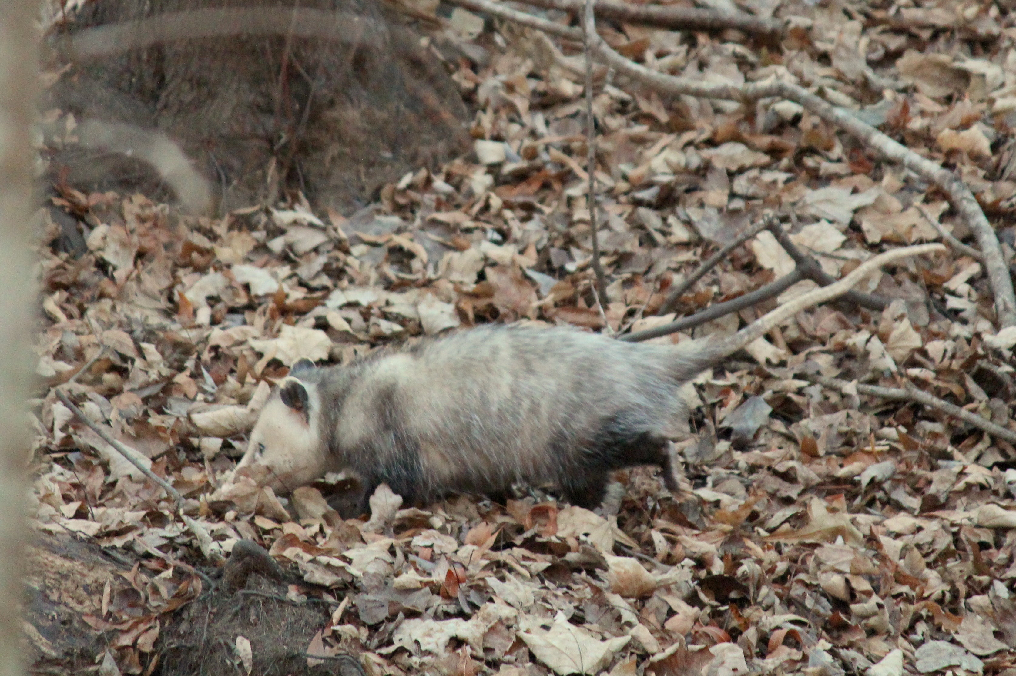 Opossum Babies Size