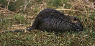 Coypu | Outdoor Alabama