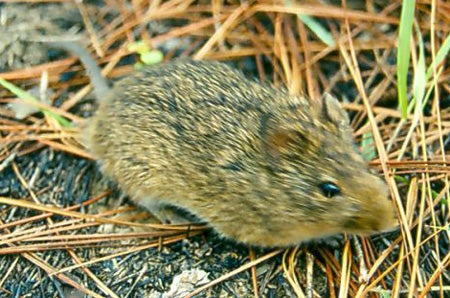 Hispid Cotton Rat | Outdoor Alabama