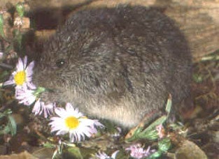 Prairie Vole Montane Vole