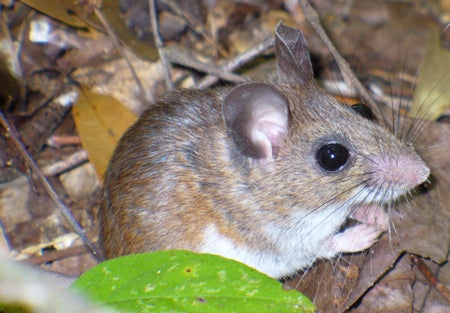 Rodents | Outdoor Alabama