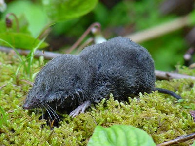 Northern Short-tailed Shrew | Outdoor Alabama