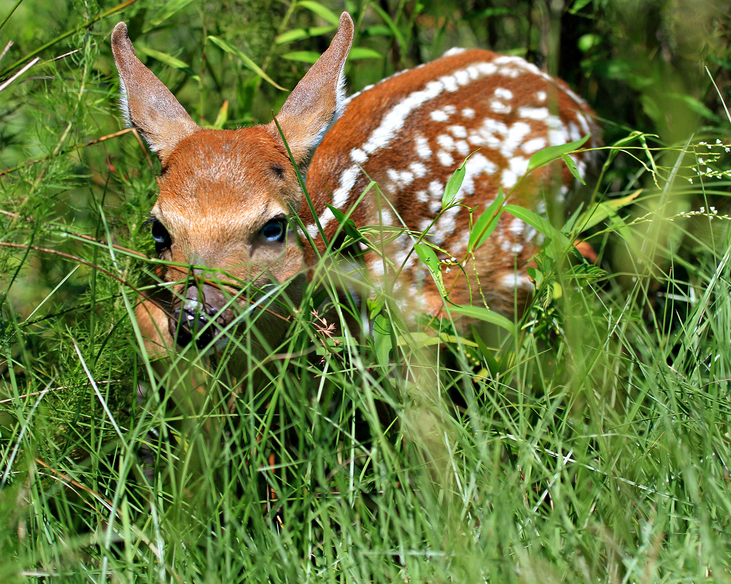 Leave Fawns in Wild | Outdoor Alabama