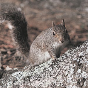 Nongame Wildlife FAQs | Outdoor Alabama