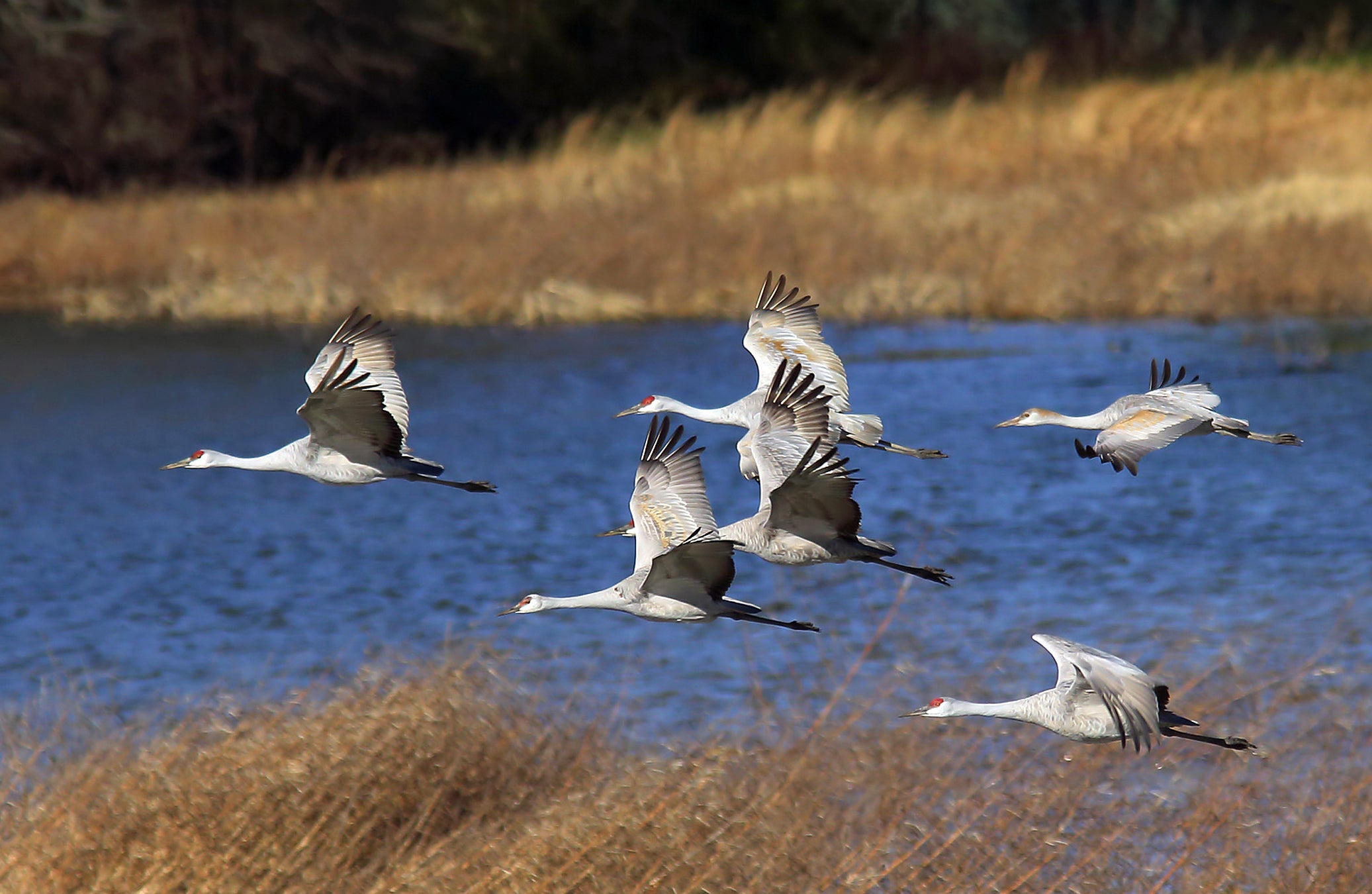 Waterfowl Populations Predicted to be Good for Upcoming Season ...