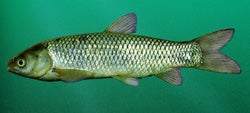 Asian Carp | Outdoor Alabama