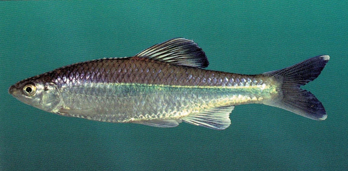 Bluestripe | Outdoor Alabama