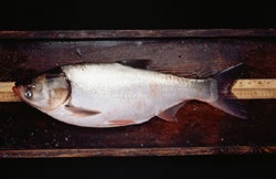 Asian Carp | Outdoor Alabama