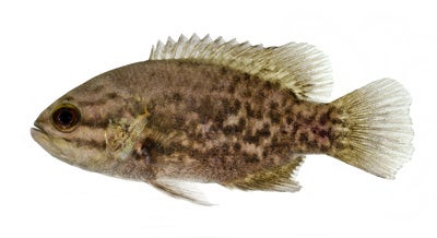 Mud Sunfish | Outdoor Alabama