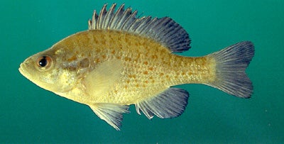 Orangespotted Sunfish | Outdoor Alabama