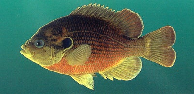 Redspotted Sunfish | Outdoor Alabama