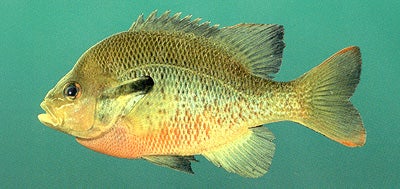 Redbreast Sunfish | Outdoor Alabama