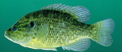 Warmouth | Outdoor Alabama