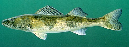 Sauger | Outdoor Alabama