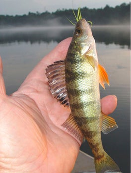 Perch | Outdoor Alabama