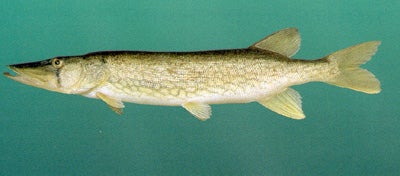 Pikes | Outdoor Alabama