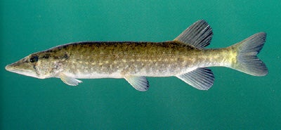 Redfin Pickerel | Outdoor Alabama