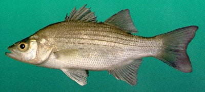 White Bass | Outdoor Alabama