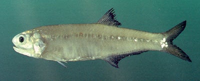 Anchovy | Outdoor Alabama